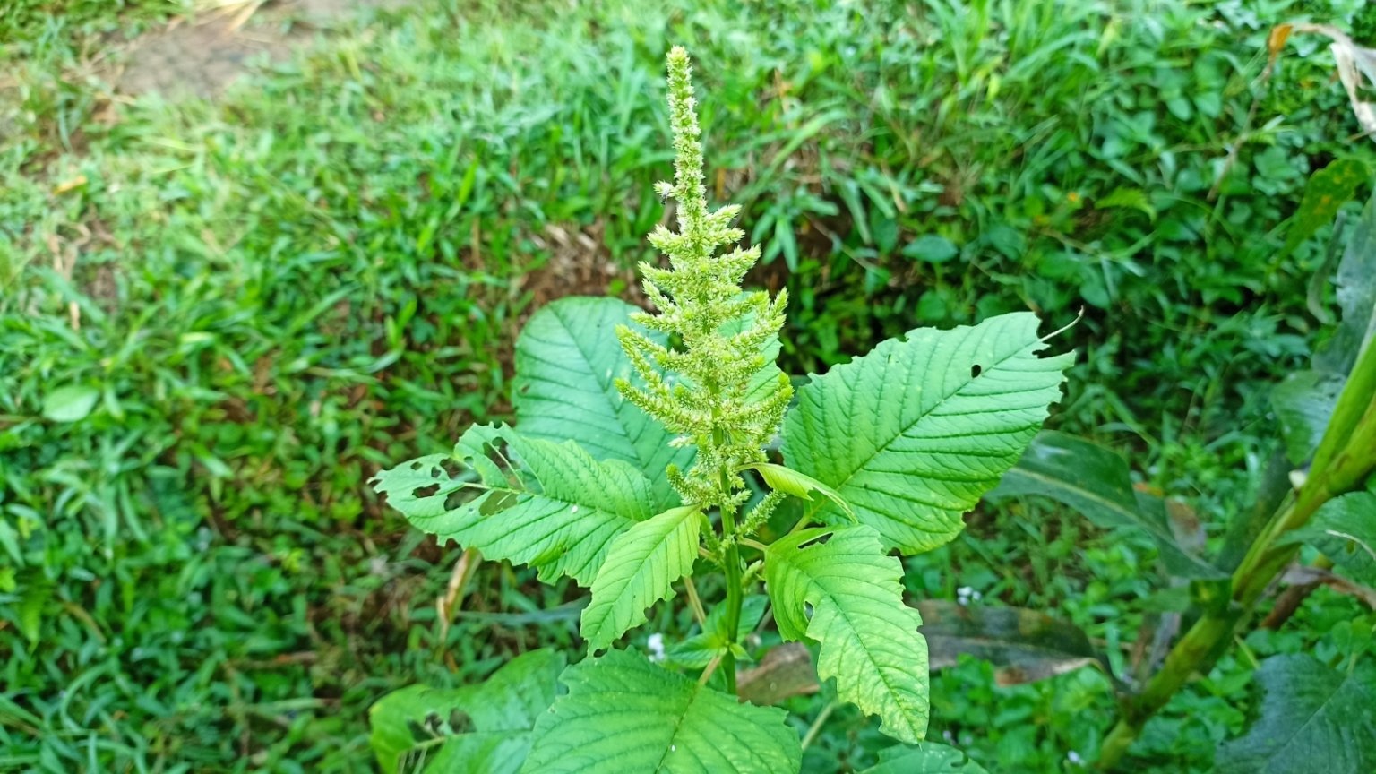 17 Showy Amaranth Varieties that Shine in Fall Arrangements
