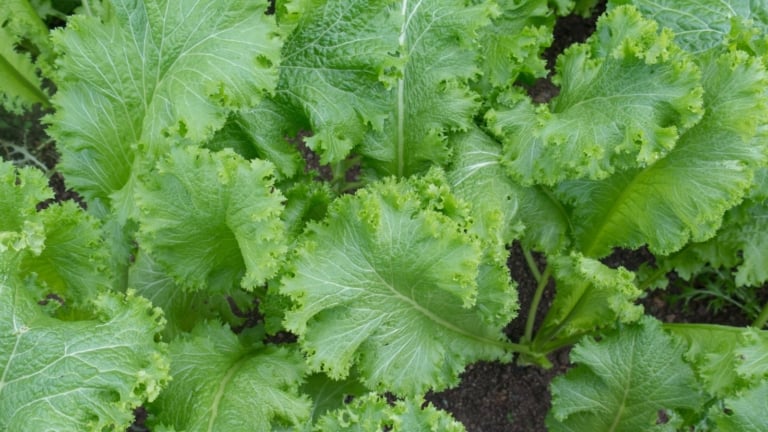 15 Mustard Green Varieties You Can Plant in Fall