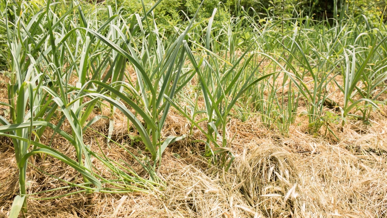 When and How to Harvest Leeks