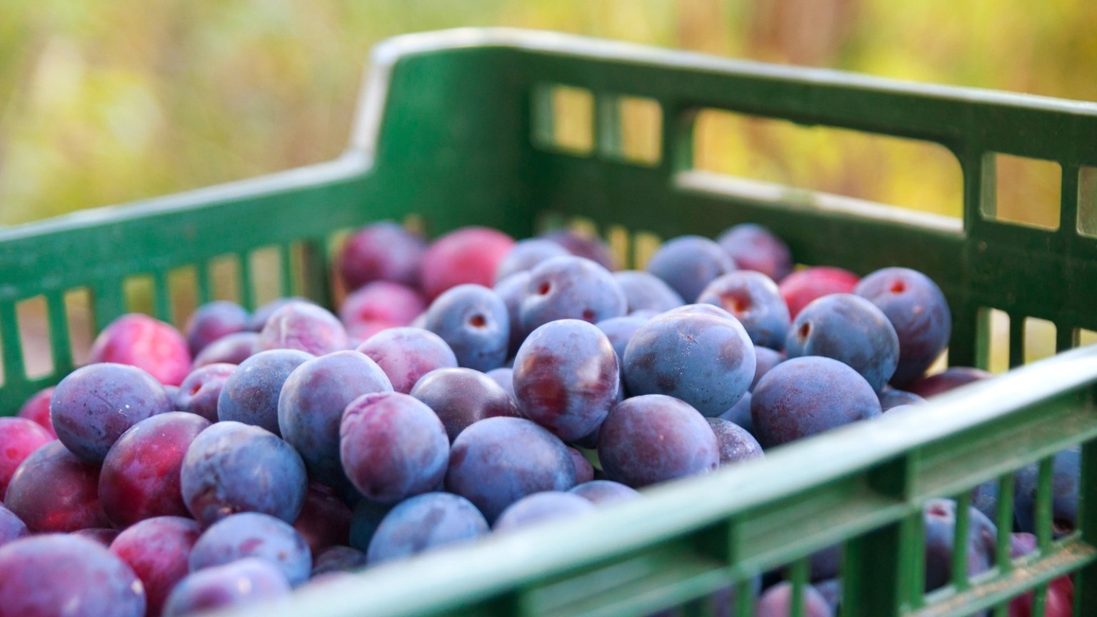 How and When to Harvest Plums for The Sweetest Fruit