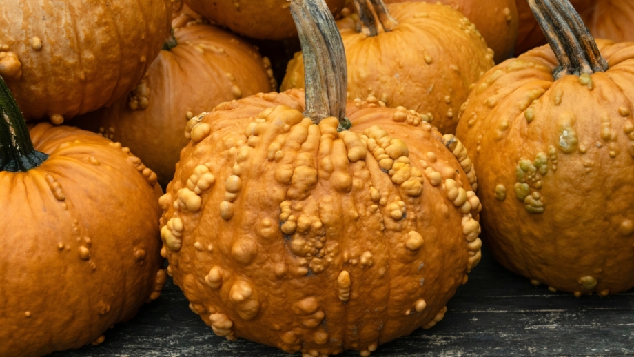 15 Unique and Rare Pumpkin Varieties to Look For This Year