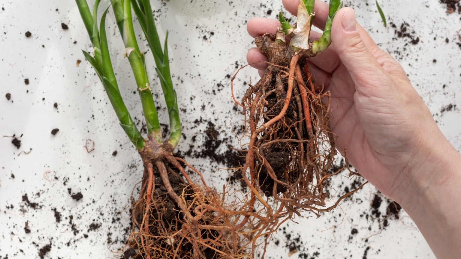 How to Plant, Grow, and Care for Spigelia (Pink Root)