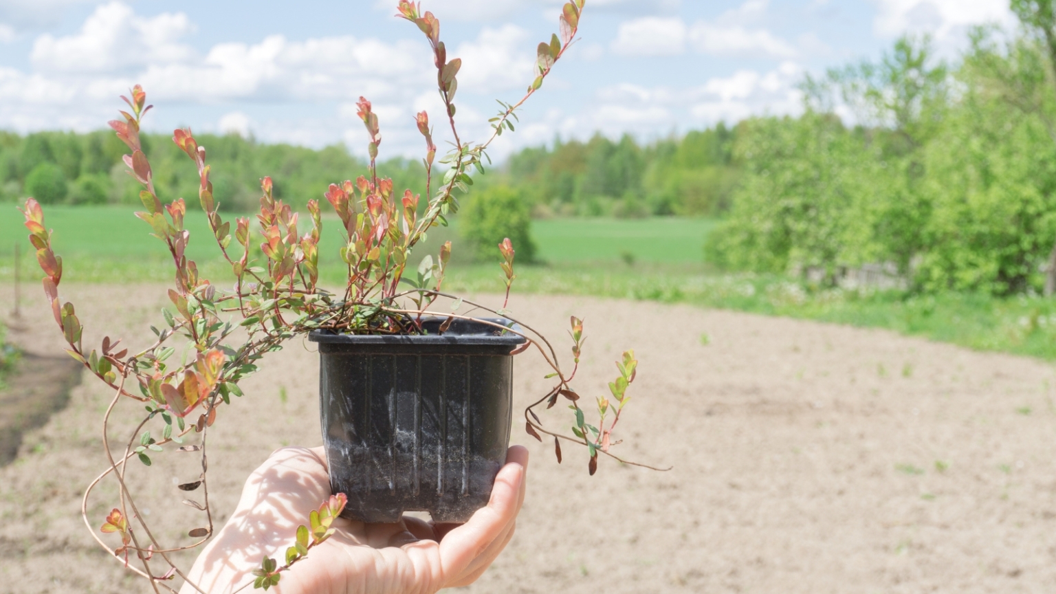 How to Plant, Grow, and Care for Cranberry Plants