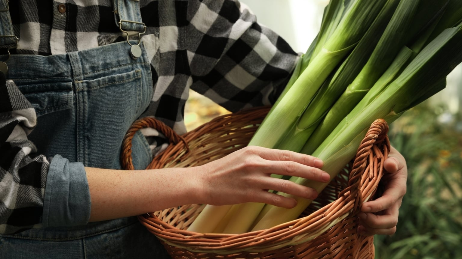When and How to Harvest Leeks