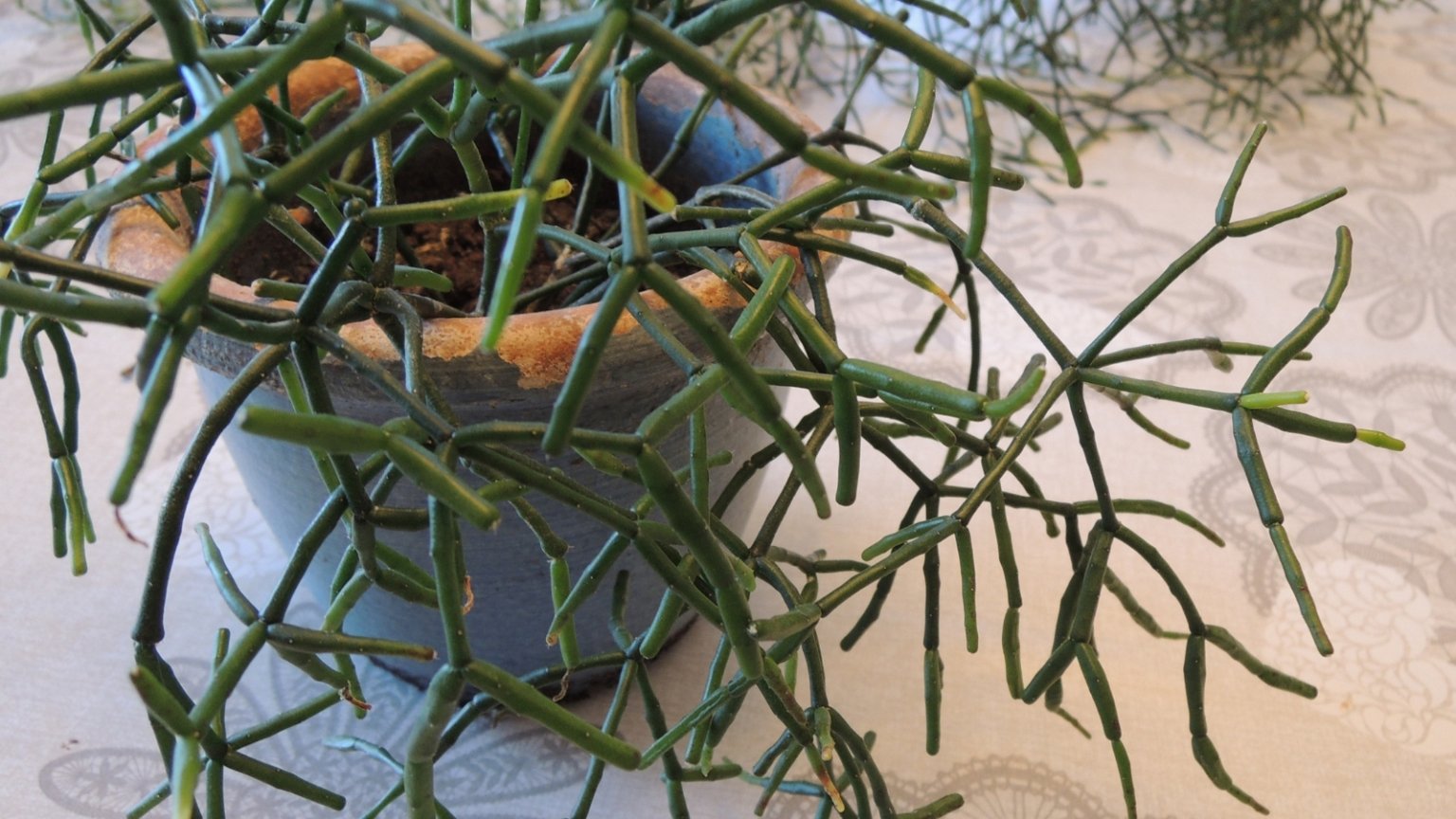 How to Plant, Grow, and Care for Dancing Bones Cactus