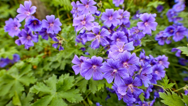 21 Perennials You Shouldn't Cut Back in Fall