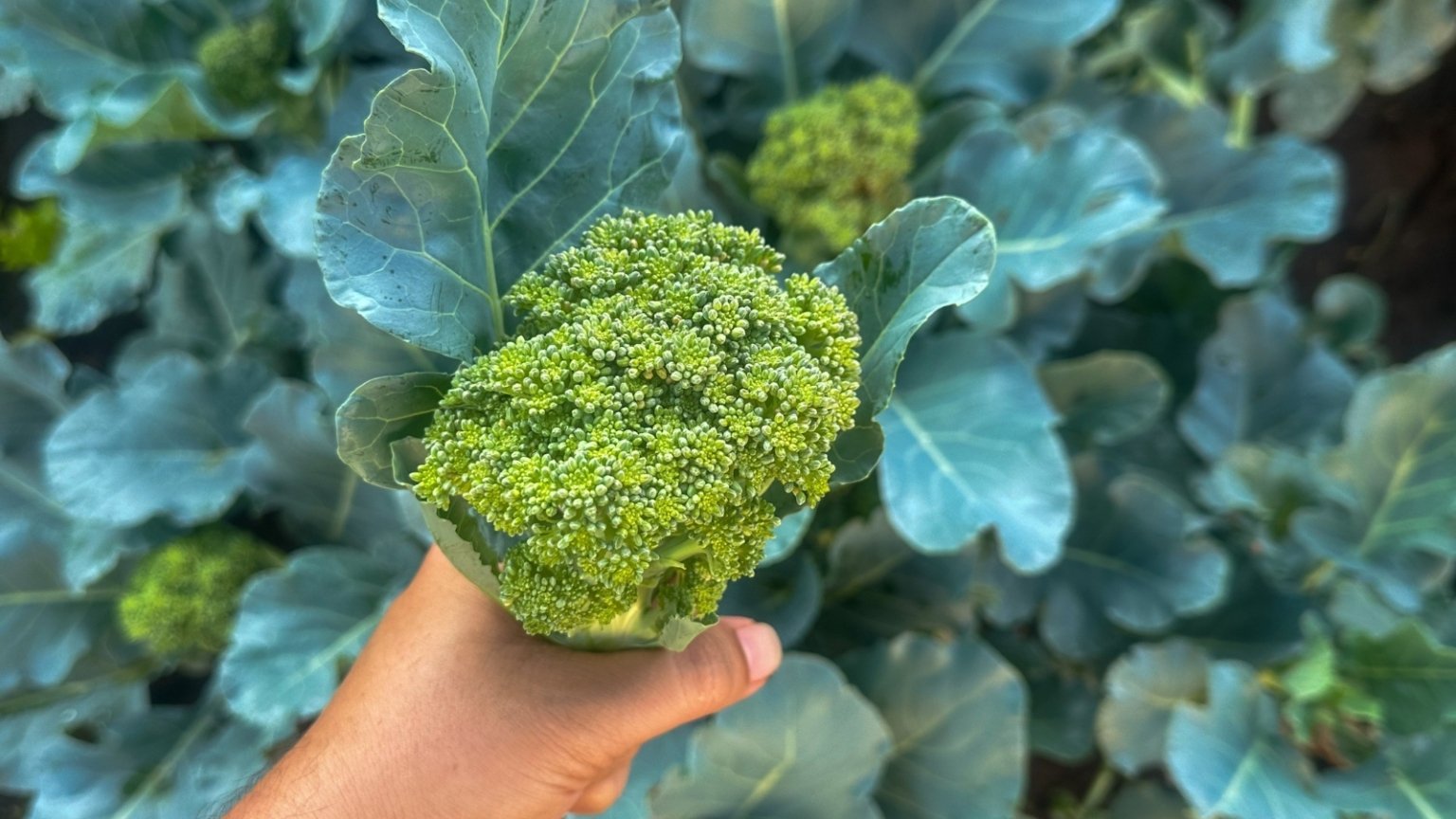 How to Know Your Broccoli is Ready to Harvest