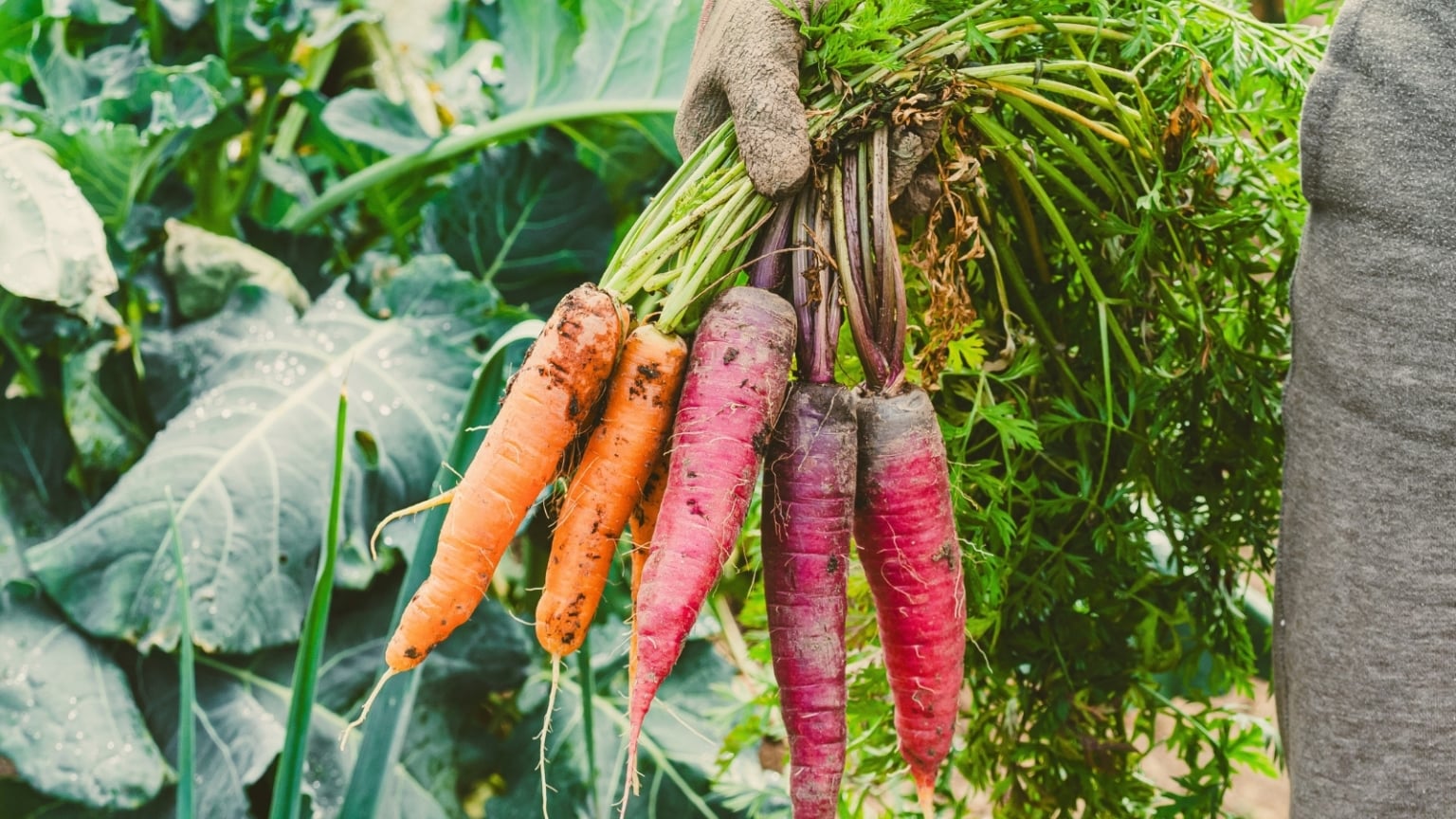 Leaving Carrots in the Ground For Winter: How to Overwinter Carrots