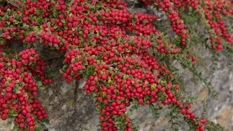 How to Plant, Grow, and Care for Cotoneaster Horizontalis
