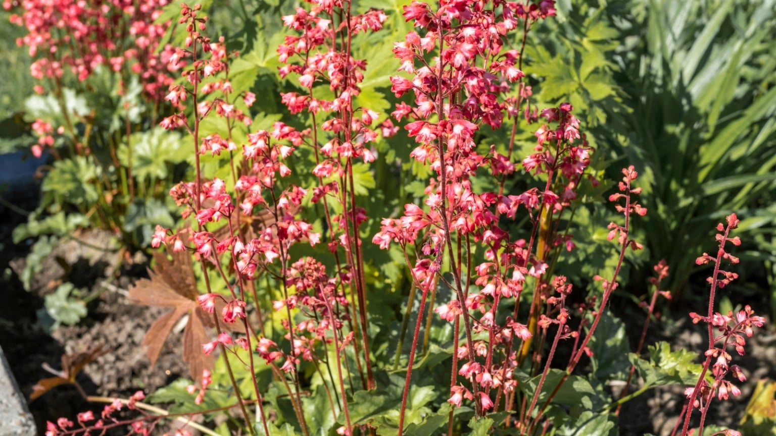 19 Shade Perennials For Zone 7 Shade Gardens