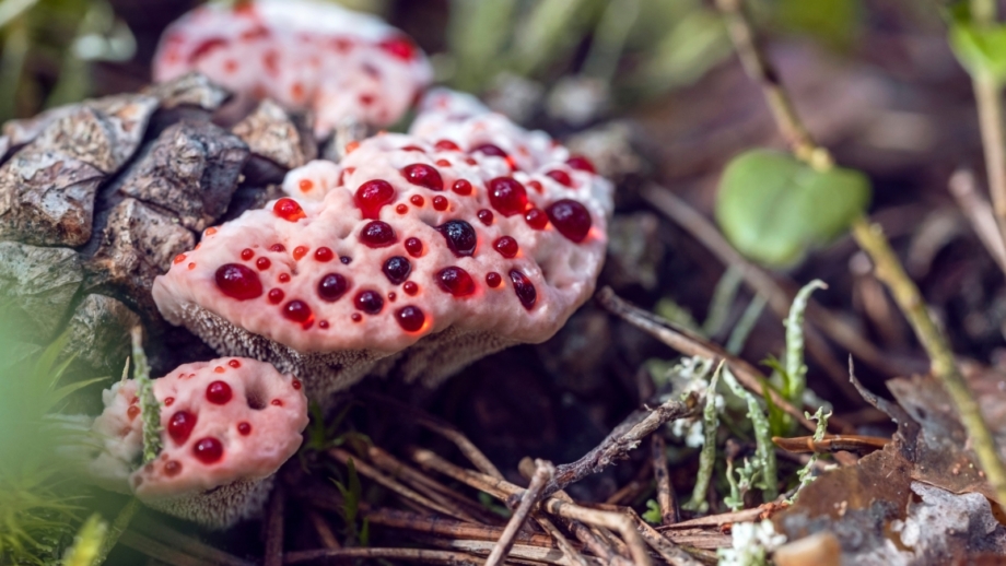 21 Spooky Plants Perfect for Halloween