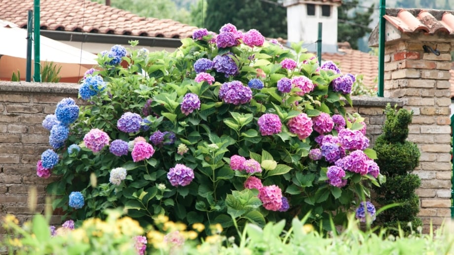 How to Plant a Hydrangea Hedge: 9 Pro Recommendations