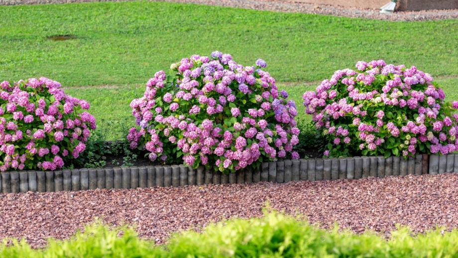 How to Plant a Hydrangea Hedge: 9 Pro Recommendations