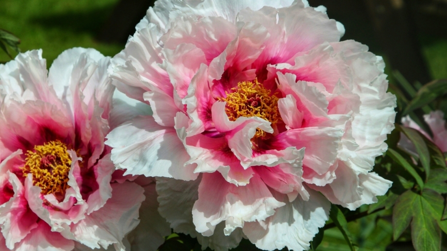 15 Peony Varieties to Plant in October