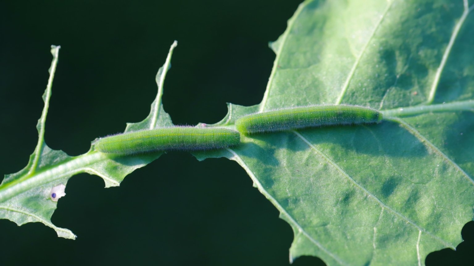 What's Eating My Cabbage? 15 Common Cabbage Pests