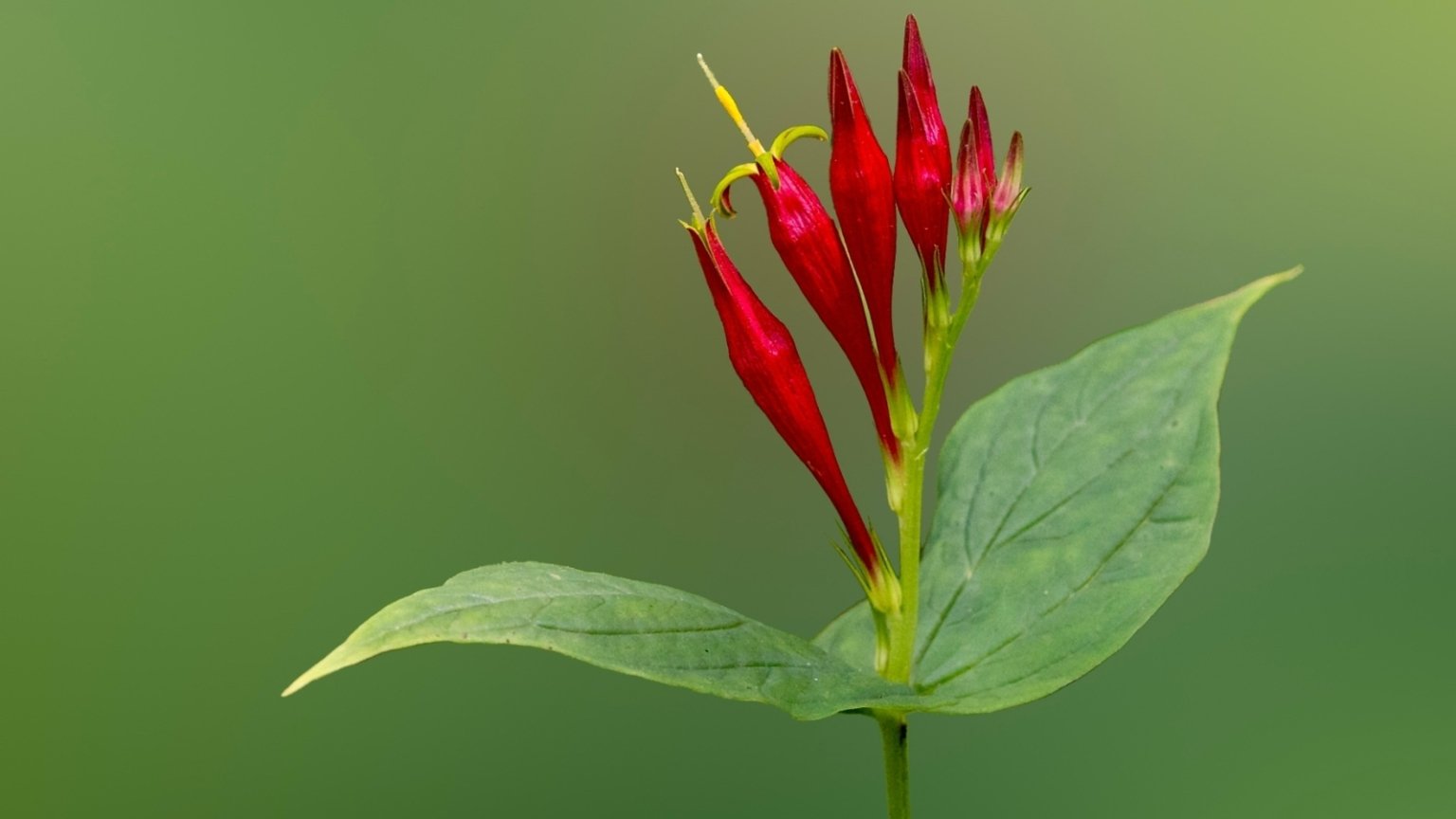 How to Plant, Grow, and Care for Spigelia (Pink Root)