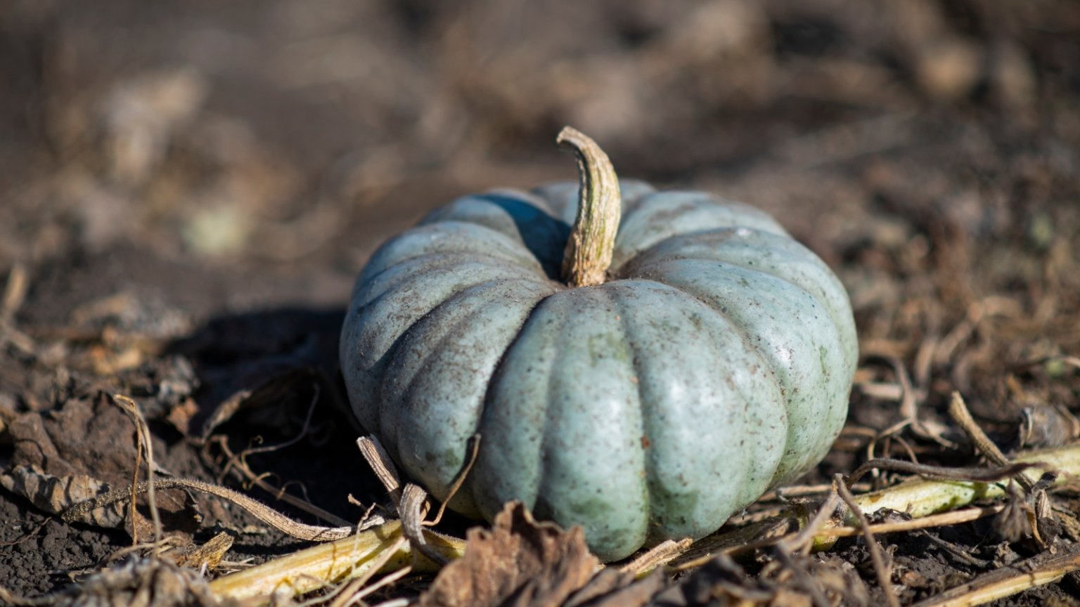 15 Unique and Rare Pumpkin Varieties to Look For This Year