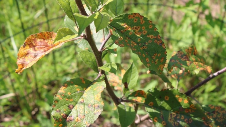 9 Common Apple Tree Diseases: ID, Prevention, and Treatment