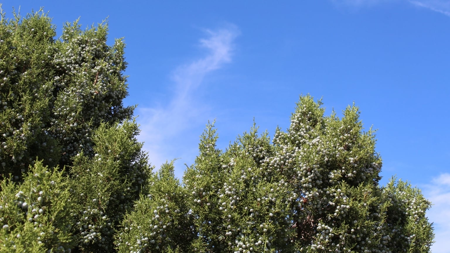 11 Native Juniper Varieties for Year-Round Beauty