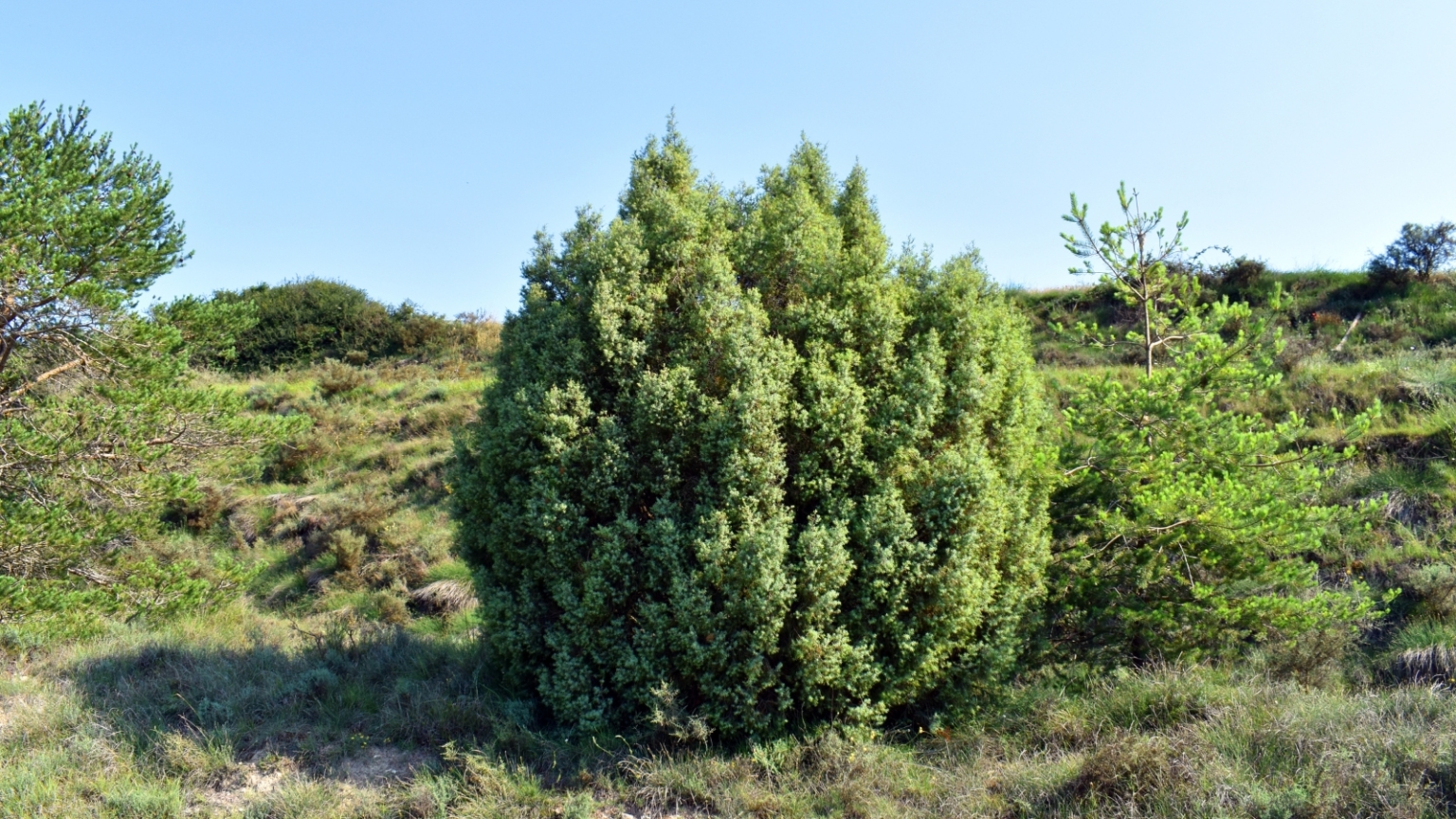11 Native Juniper Varieties for Year-Round Beauty