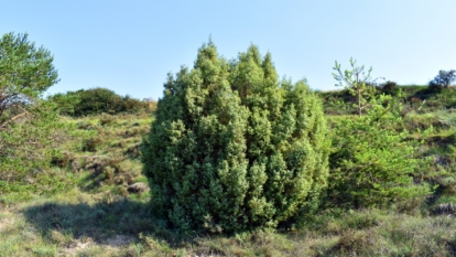 11 Native Juniper Varieties for Year-Round Beauty