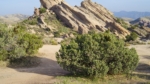 11 Native Juniper Varieties for Year-Round Beauty