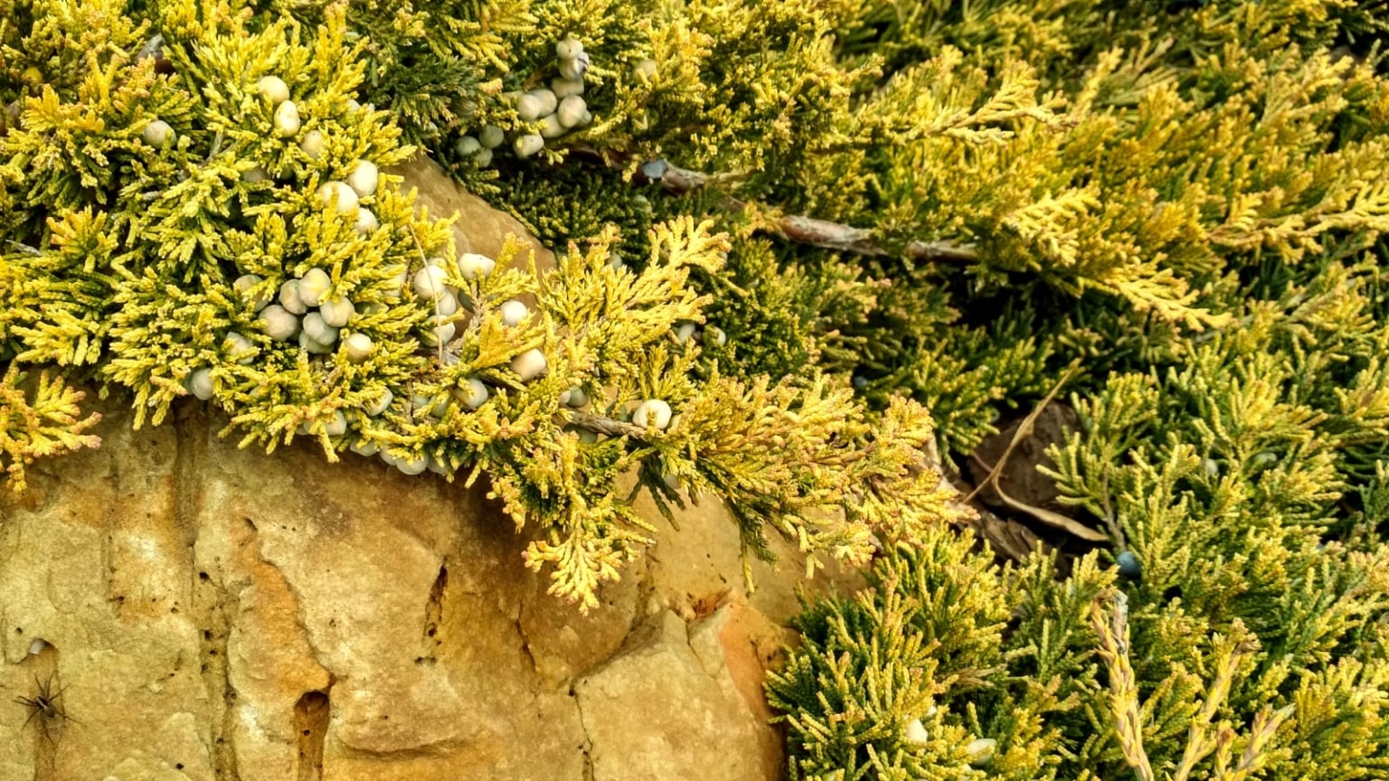 Creeping Juniper: How To Grow A Living Carpet - Epic Gardening