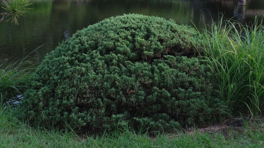 11 Native Juniper Varieties for Year-Round Beauty