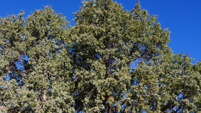 11 Native Juniper Varieties for Year-Round Beauty