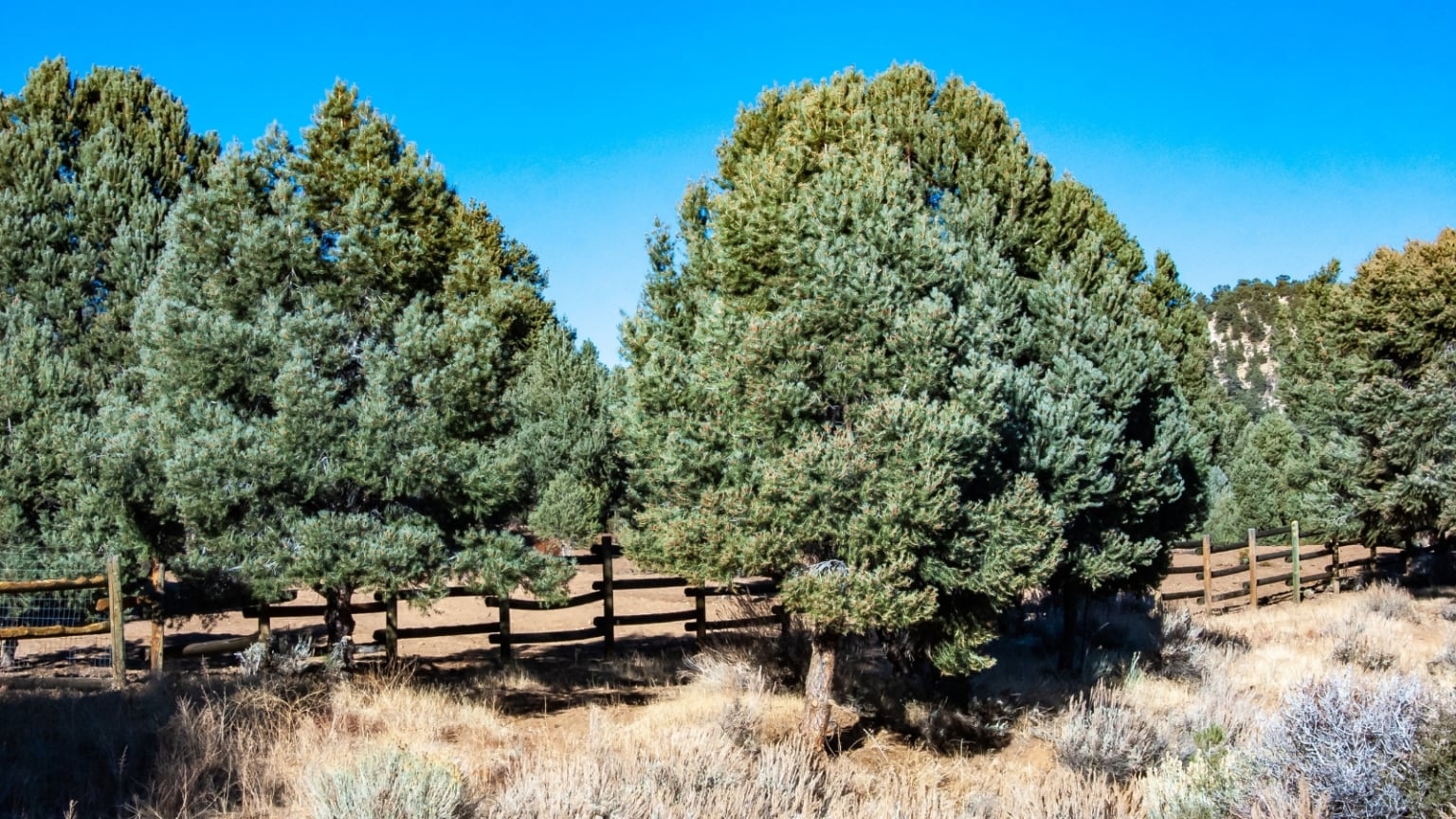 11 Native Juniper Varieties for Year-Round Beauty