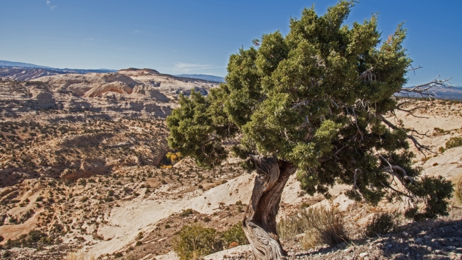 11 Native Juniper Varieties for Year-Round Beauty