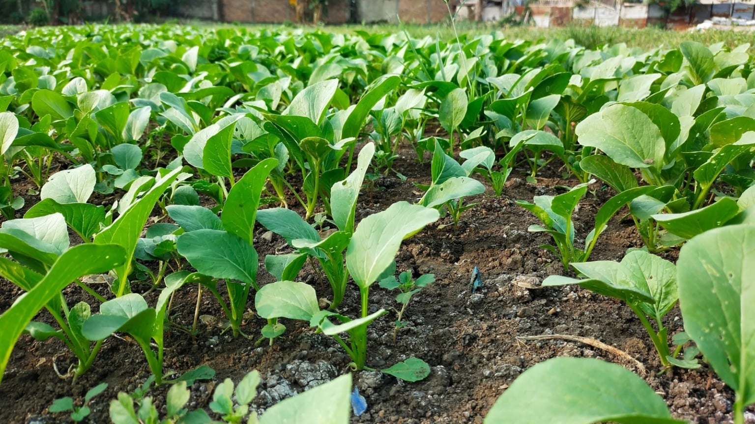 13 Asian Greens You Should Plant This Season