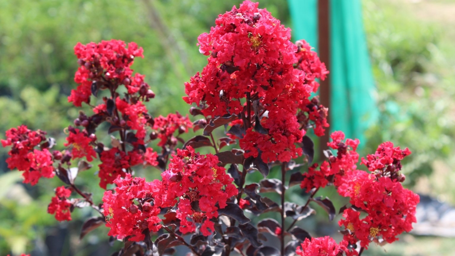 41 Plants Perfect for a Dramatic Goth Garden