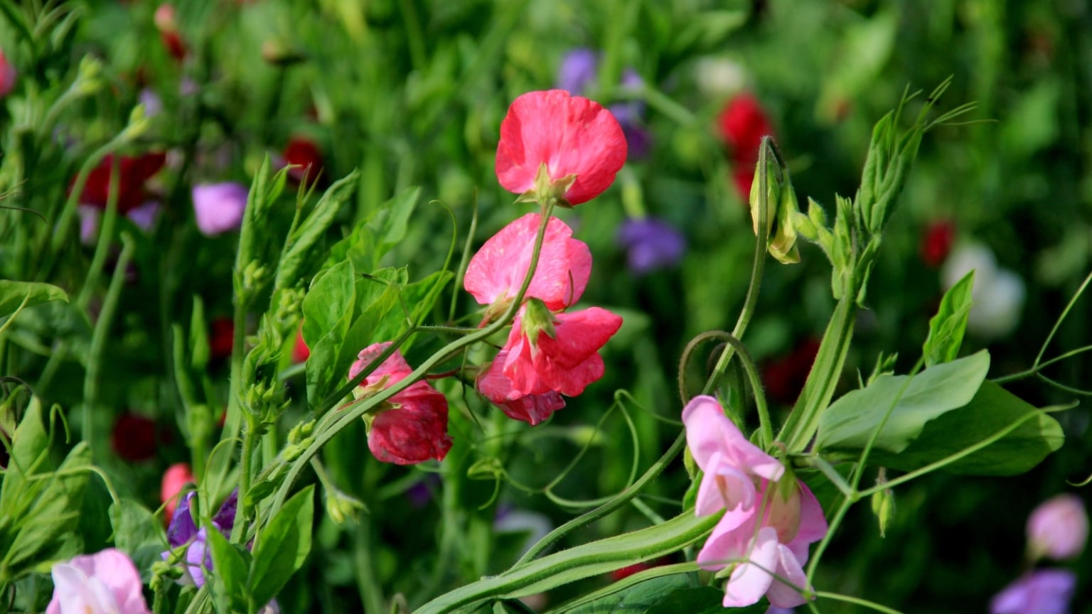 How to Grow Stunning Sweet Peas in Fall - Epic Gardening