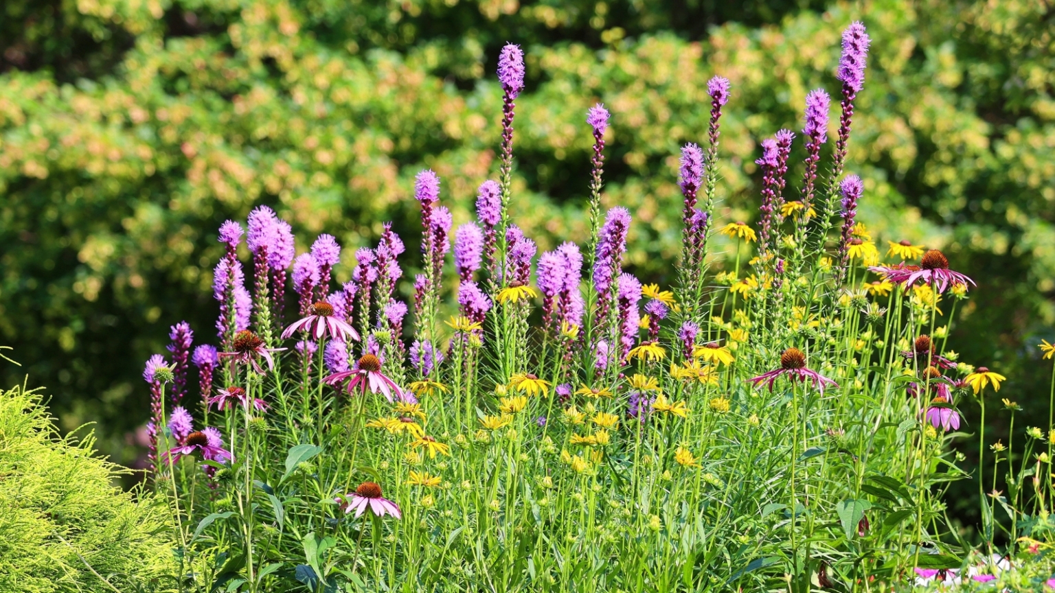 21 Native Wildflowers for Colorado Gardens