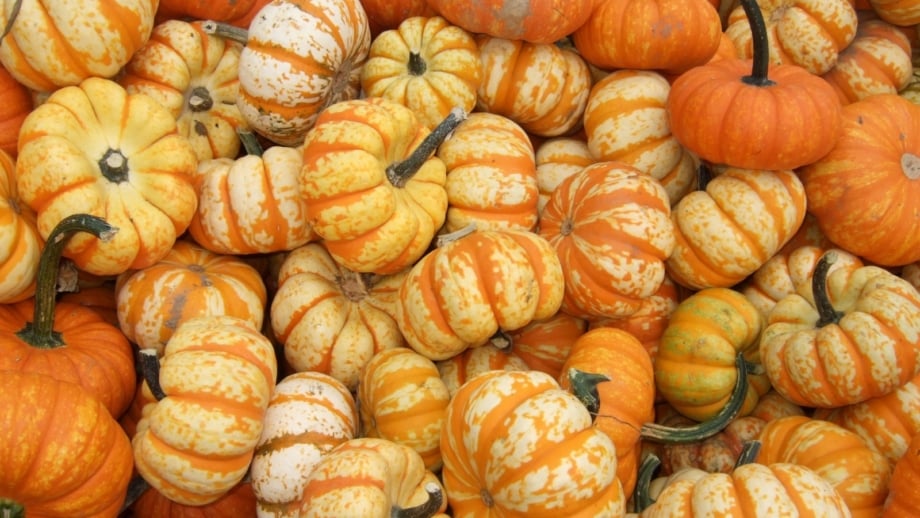 15 Unique and Rare Pumpkin Varieties to Look For This Year