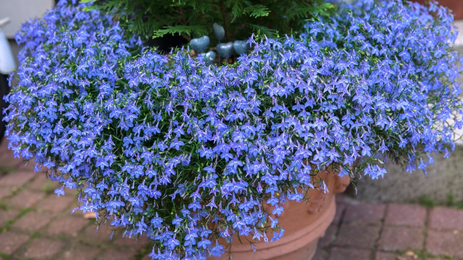 23 Dreamy Trailing Plants to Cascade Over Garden Walls - Epic Gardening