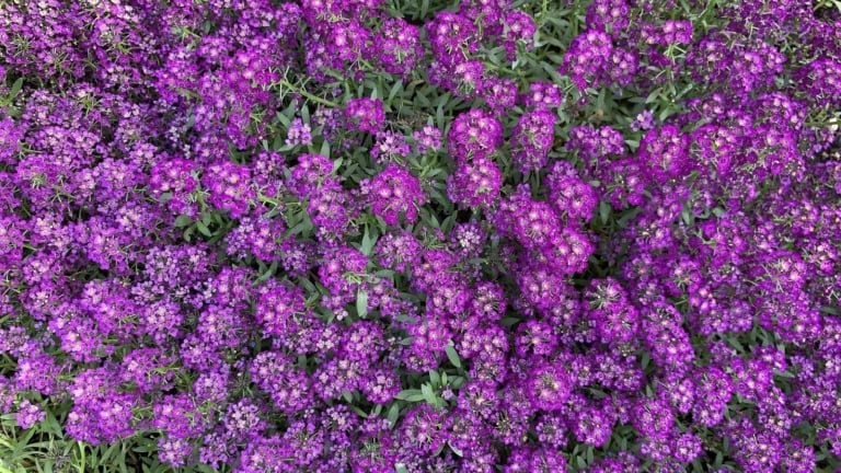 23 Dreamy Trailing Plants to Cascade Over Garden Walls - Epic Gardening