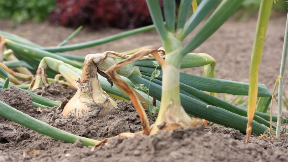 When and How to Harvest Homegrown Onions