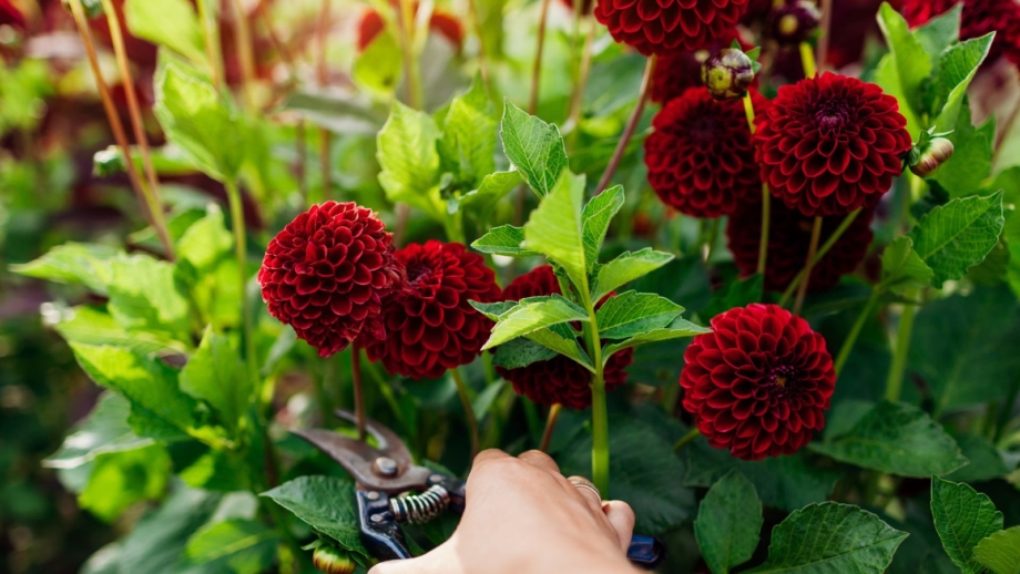 13 Gorgeous Garden Design Ideas Featuring Burgundy Plants