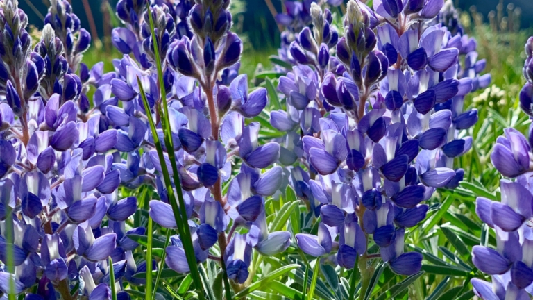 21 Native Wildflowers for Colorado Gardens