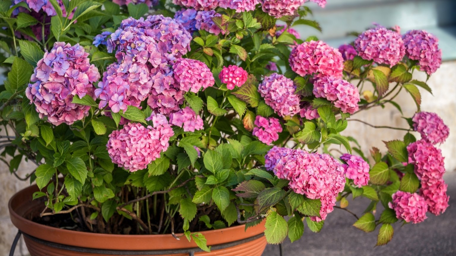 How to Winterize Potted Hydrangeas in 7 Steps