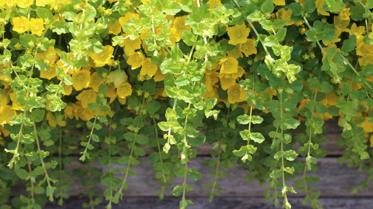 23 Dreamy Trailing Plants to Cascade Over Garden Walls - Epic Gardening