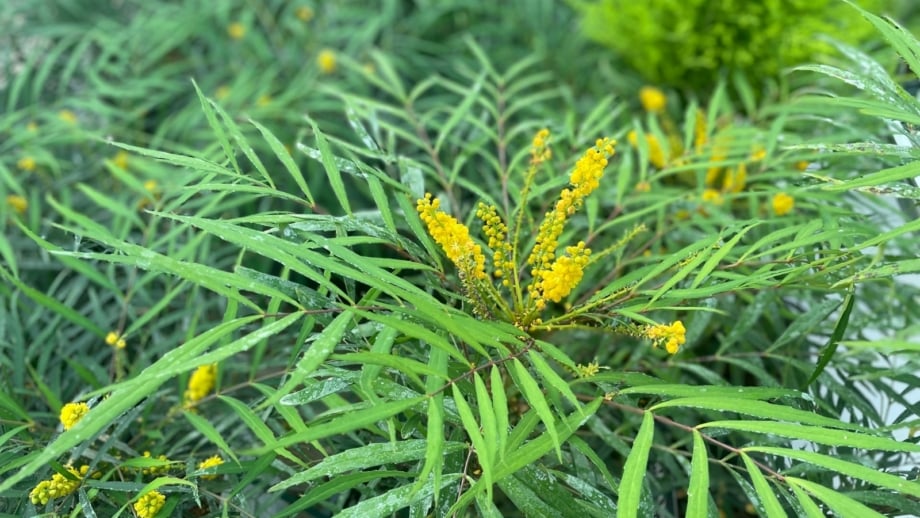 21 Evergreen Trees and Shrubs You Can Grow in Pots and Containers