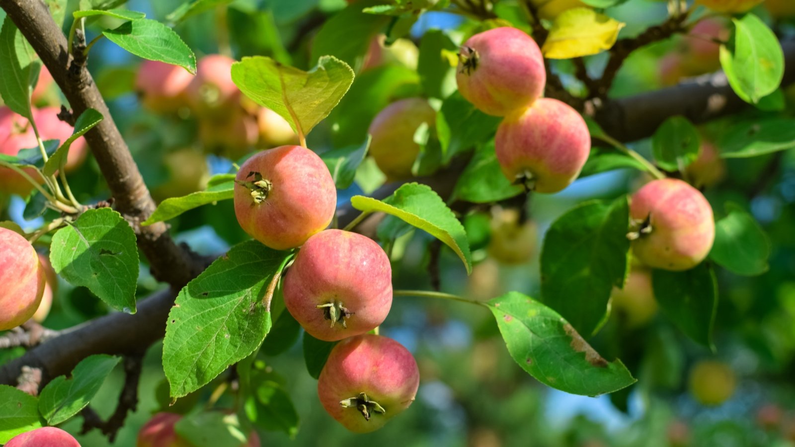 11 Fruit Tree Varieties You Can Plant in November