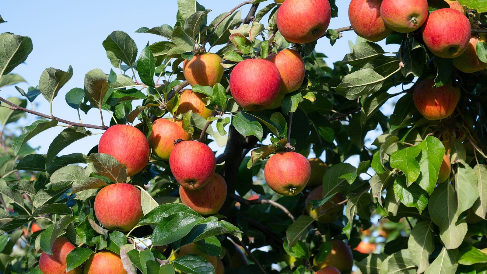 11 Fruit Tree Varieties You Can Plant in November