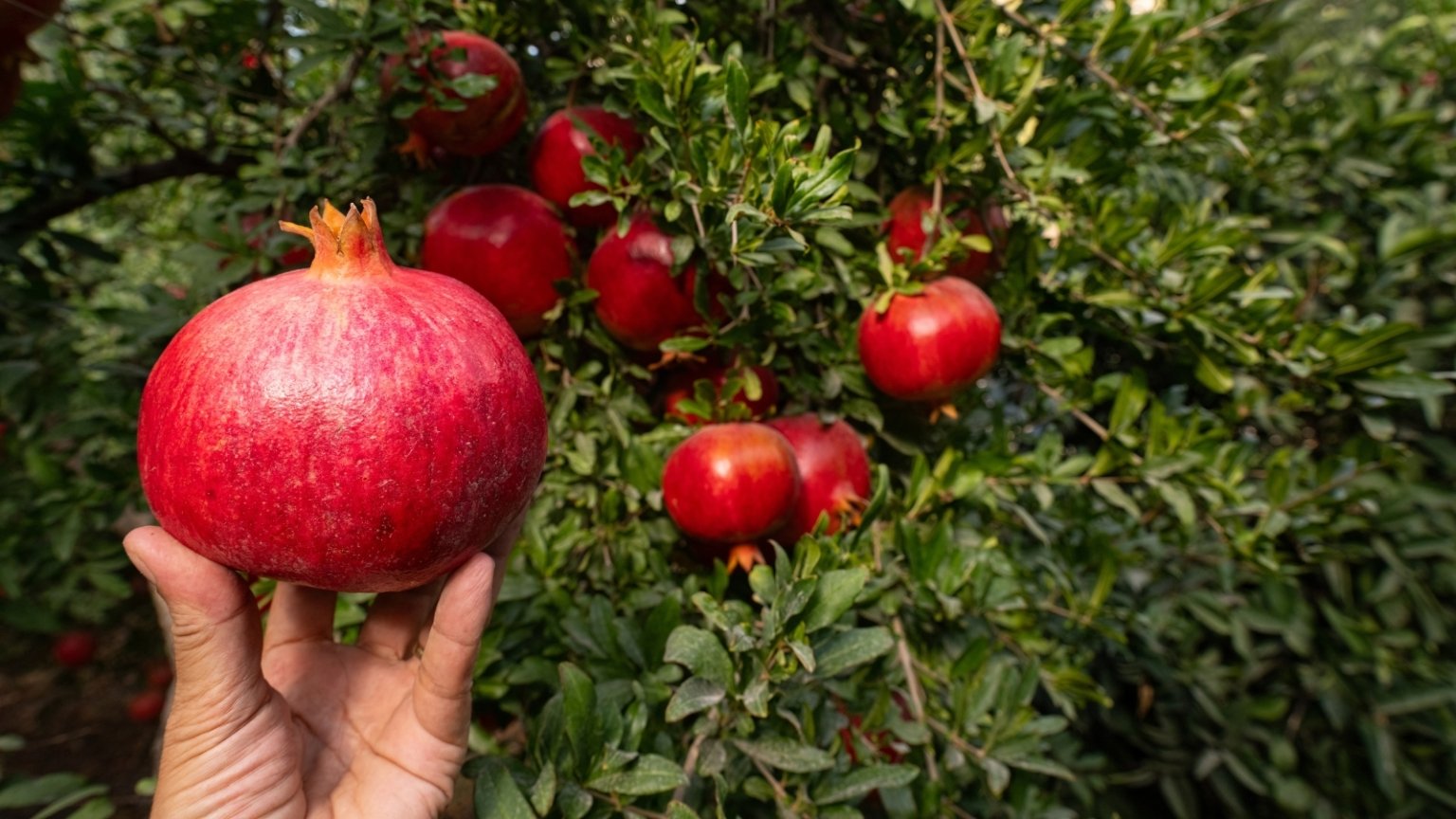 5 Signs Your Pomegranates Are Ripe and Ready To Harvest