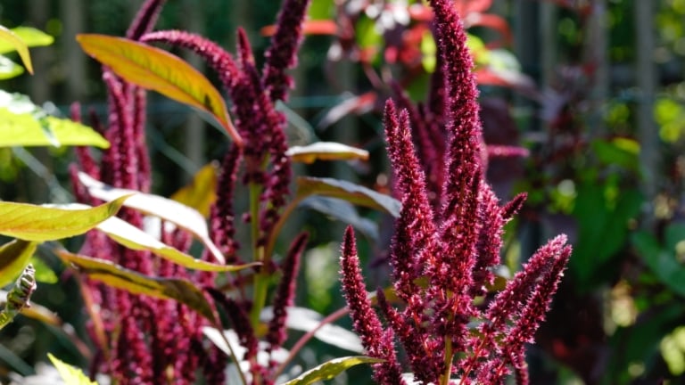 17 Showy Amaranth Varieties that Shine in Fall Arrangements