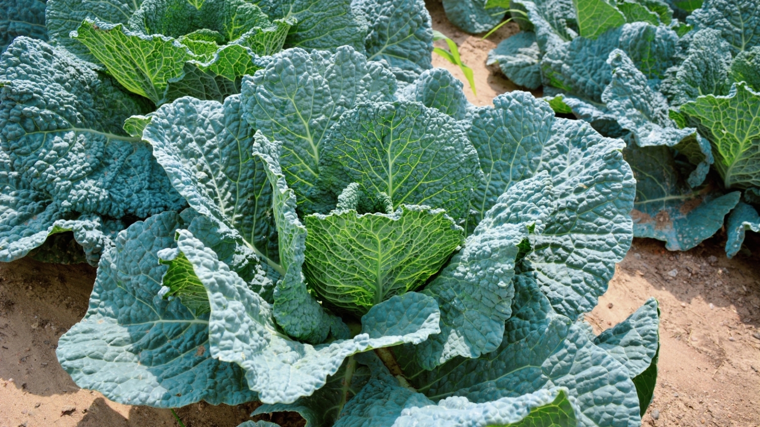 How to Plant, Grow, and Care for Savoy Cabbage - Epic Gardening