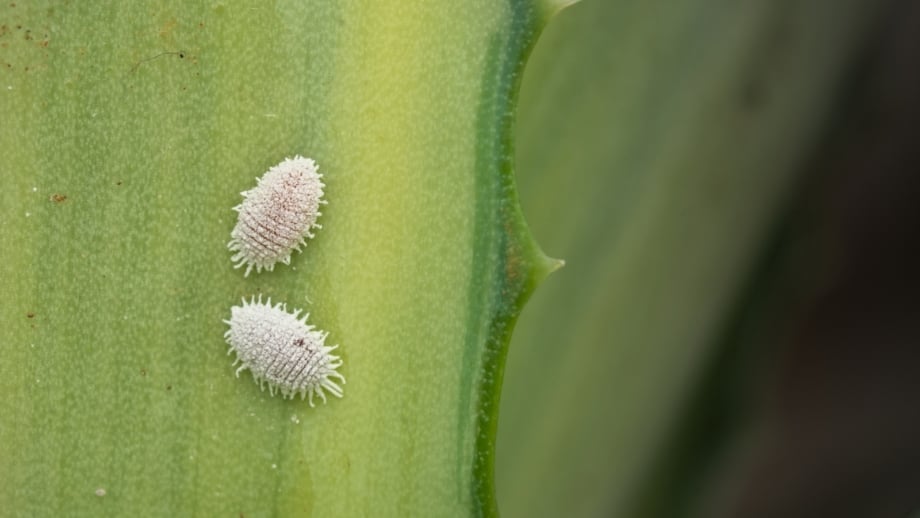 How to Plant, Grow, and Care for Aloe Aristata